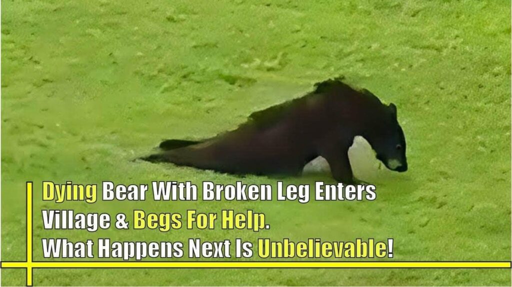 Dying Bear With Broken Leg Enters Village & Begs For Help. What Happens ...